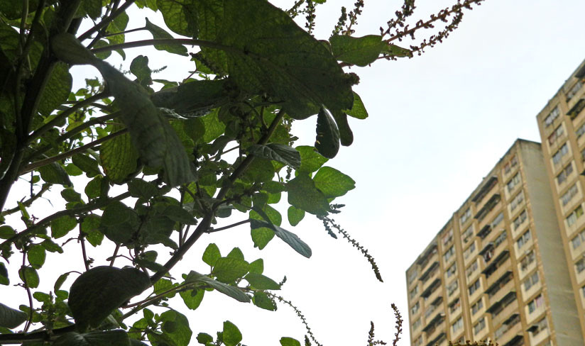 La Pira: Super alimento oxigenante cerebral - ACN