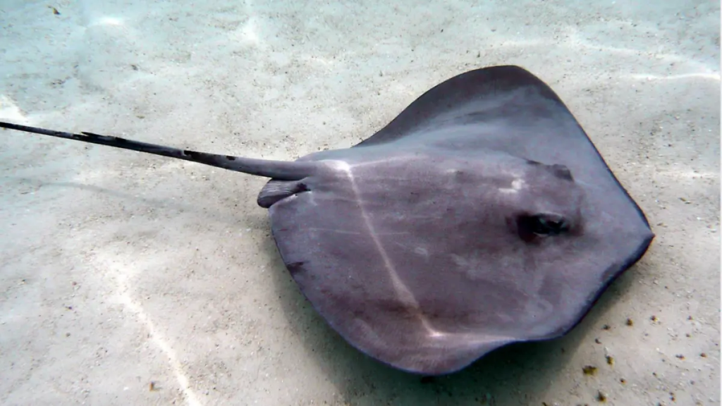 Reportaron ataque de mantarrayas en una playa del Zulia